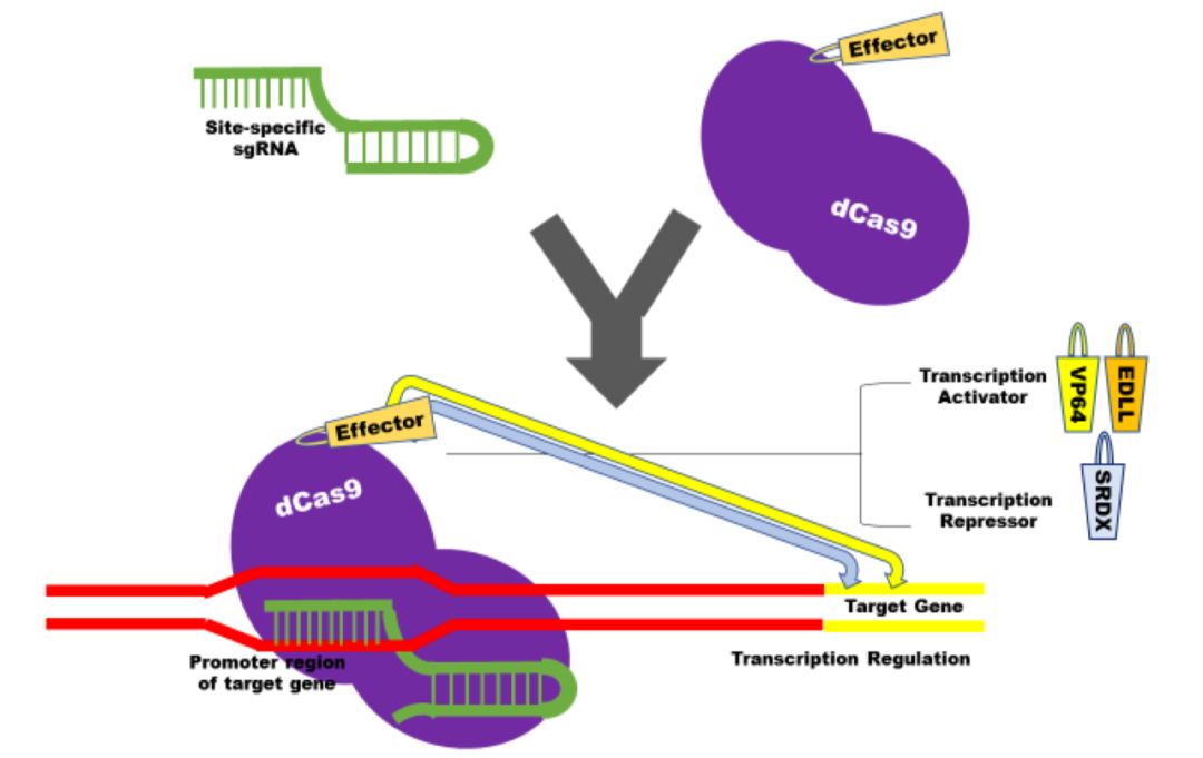 PBJ|CRISPR/Cas9衍生系统dCas9在植物基因组学研究中的主要应用_调控