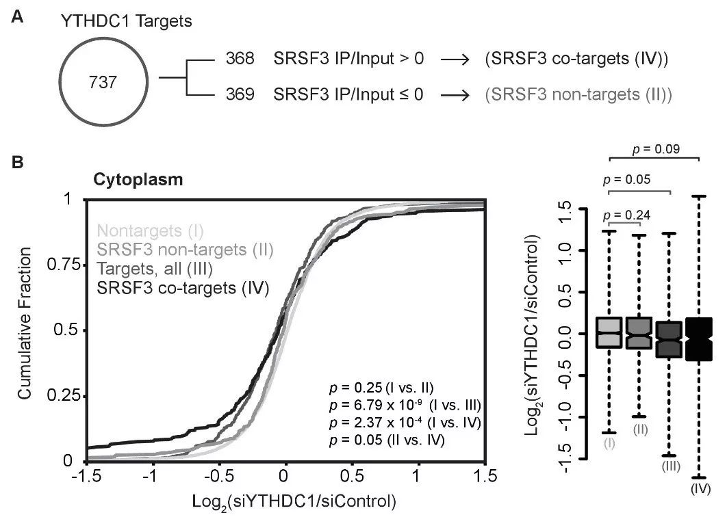 YTHDC1调控m6A修饰mRNA出核转运 | m6A专题_蛋白