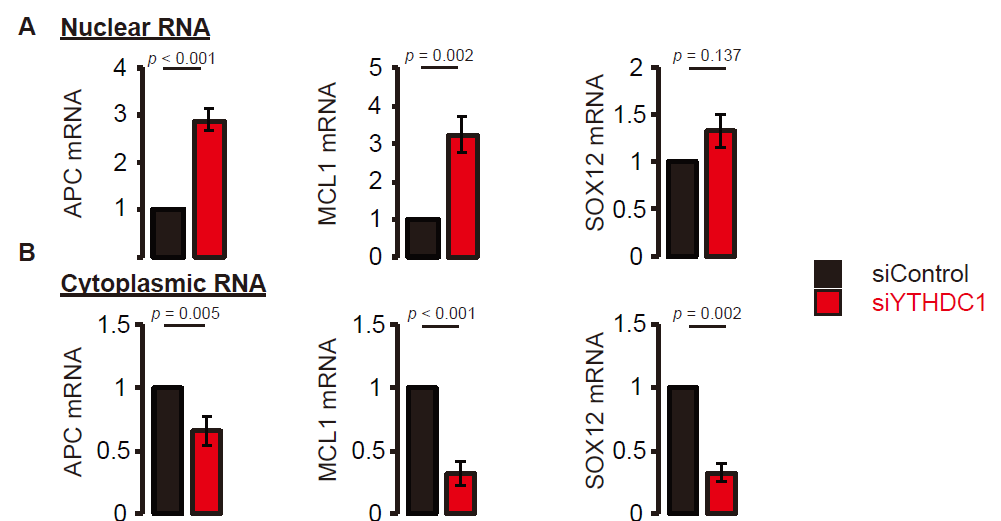 YTHDC1调控m6A修饰mRNA出核转运 | m6A专题_蛋白