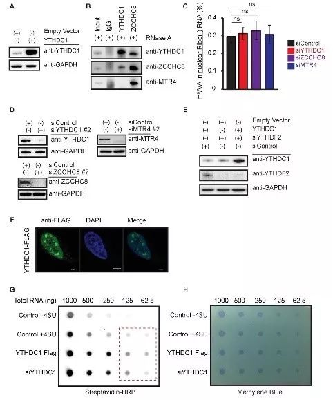 YTHDC1调控m6A修饰mRNA出核转运 | m6A专题_蛋白