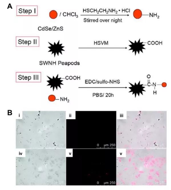 南洋理工Yong Ken-Tye，深圳大学徐改霞和NIH陈小元Chem.Rev.:用于生物学和医学的纳米碳：传感，成像和药物传递_检测