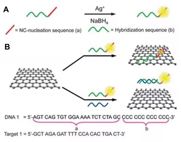 南洋理工Yong Ken-Tye，深圳大学徐改霞和NIH陈小元Chem.Rev.:用于生物学和医学的纳米碳：传感，成像和药物传递_检测