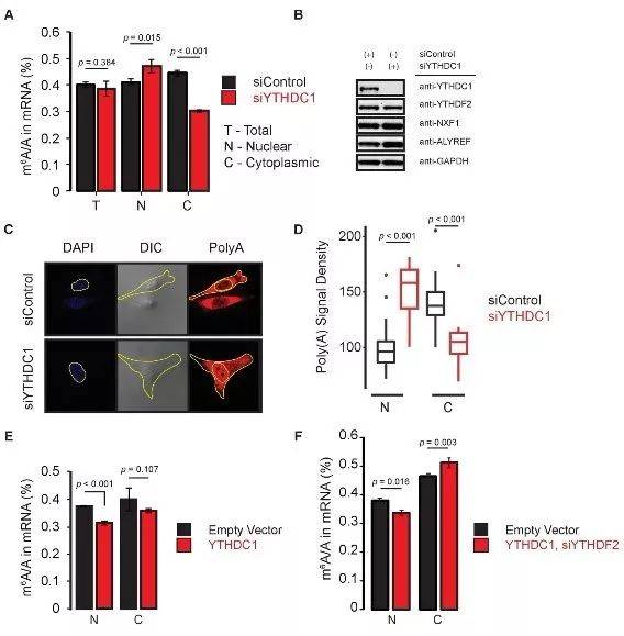 YTHDC1调控m6A修饰mRNA出核转运 | m6A专题_蛋白
