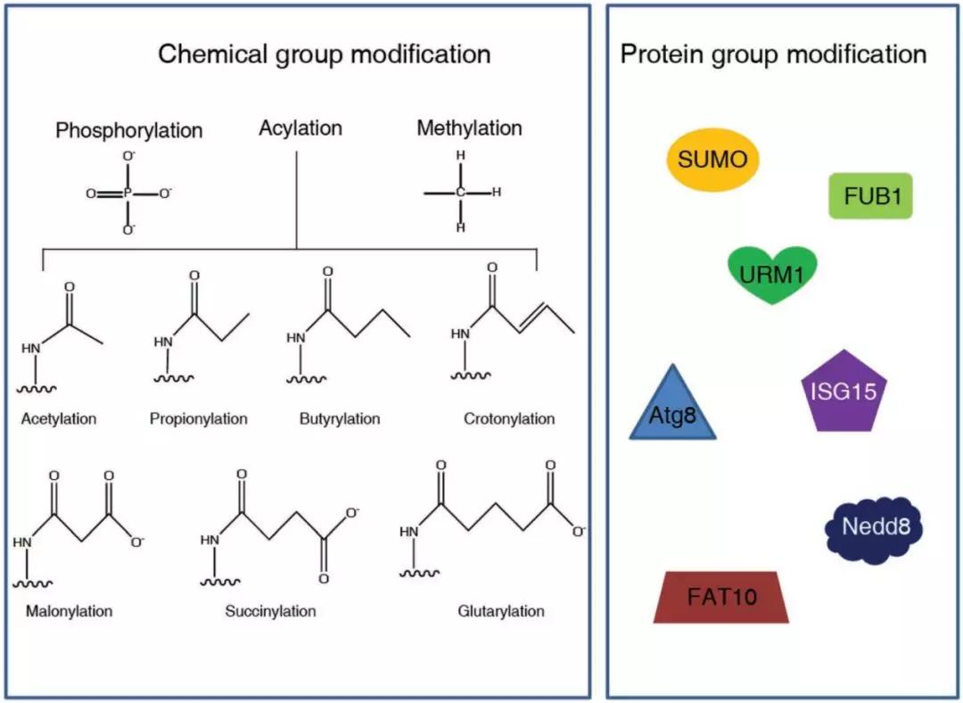 PTM也要过七夕，磷酸化与乙酰化的浪漫科学故事_蛋白质