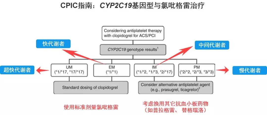 CYP2C19基因检测指导临床个性化用药_代谢