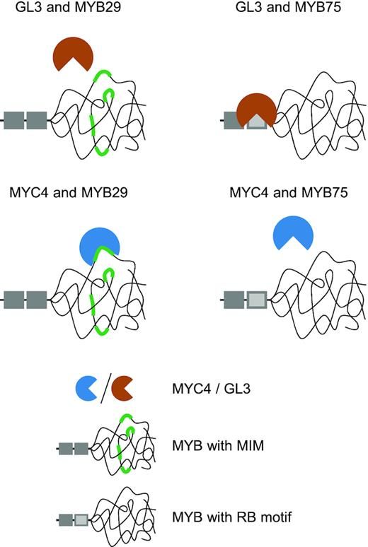 Nucleic Acids Research |哥本哈根大学DynaMo研究中心揭示了MYB-bHLH互作中特异性结合的基序_相互作用