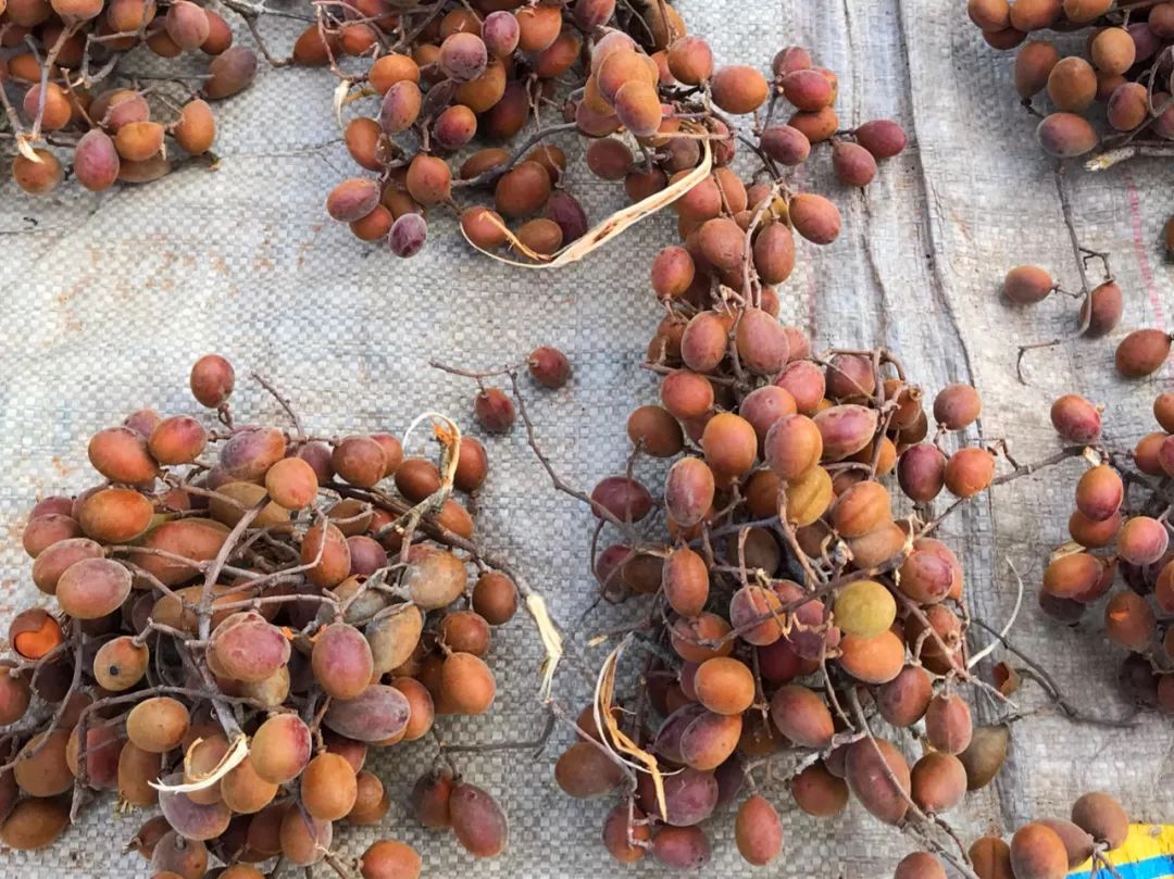 在非洲，永远认不全的水果_Marula