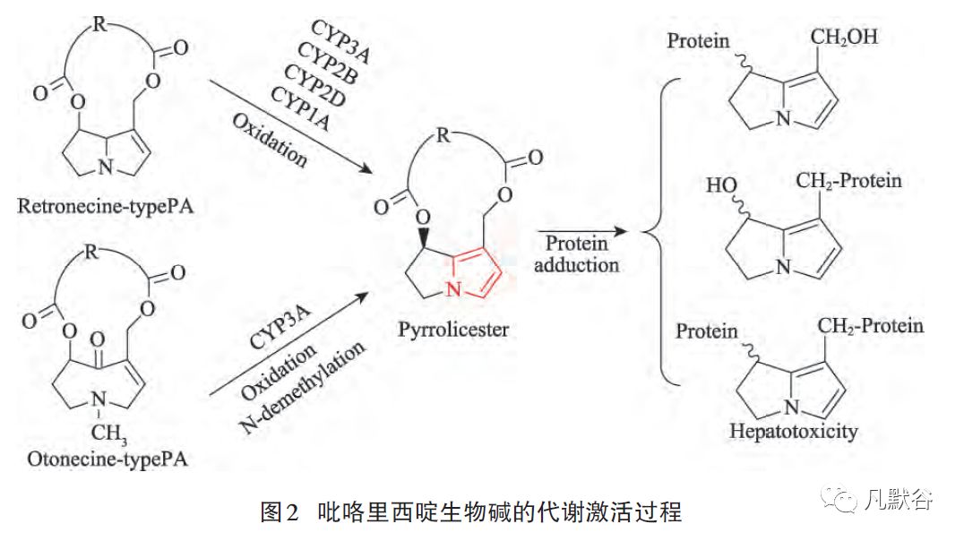 细胞色素P450酶介导的中药代谢激活与毒性研究进展_药物性