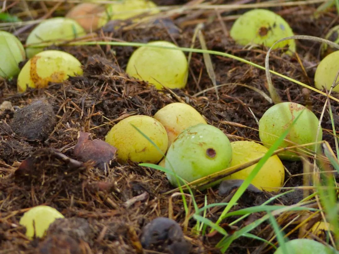 在非洲，永远认不全的水果_Marula