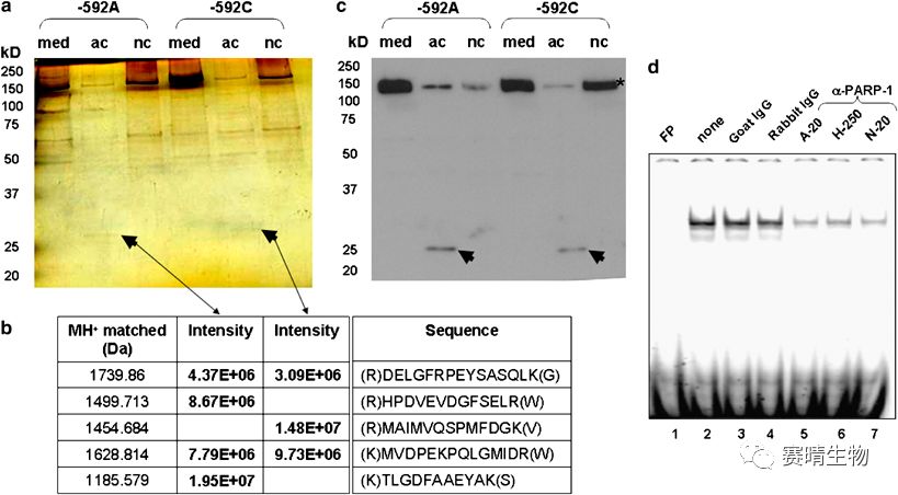 推新：DNA Pull Down “顺式元件”功能研究大促销_增强子
