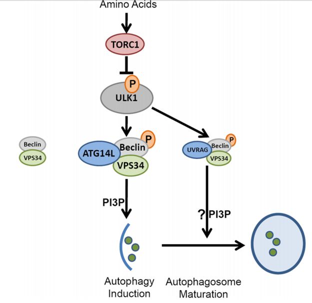 Nature带你走进自噬关键调控蛋白复合物-Beclin 1-搜狐大视野-搜狐新闻