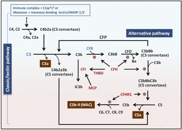 SLE合并血栓性微血管病的临床诊断和治疗要点_血小板