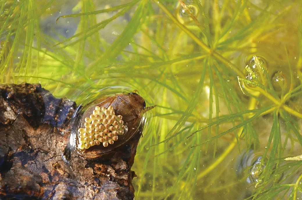 稻田中的生态奥秘 | 走进城荒的生态水稻田_水面