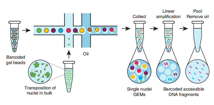 10x Genomics单细胞ATAC-seq高分文章解析_研究
