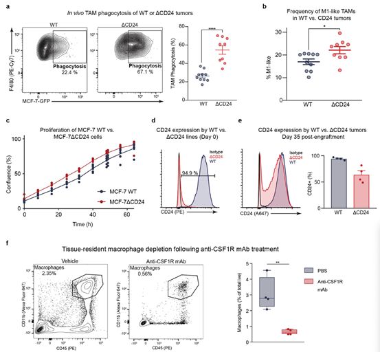 有望通过CD24与巨噬细胞Siglec-10信号的联合实现一种癌症免疫疗法_研究