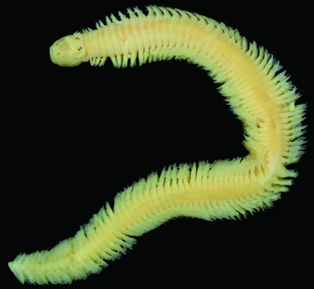 我国海岸带大型底栖动物知多少_资源量