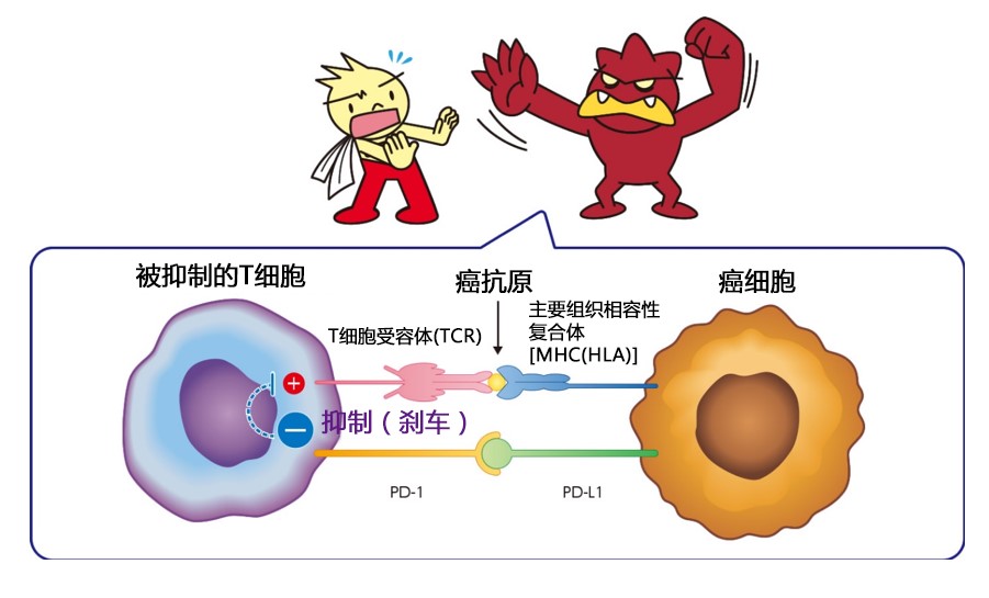 【科普】正确认识癌症最新最火最有效疗法-免疫治疗_癌细胞