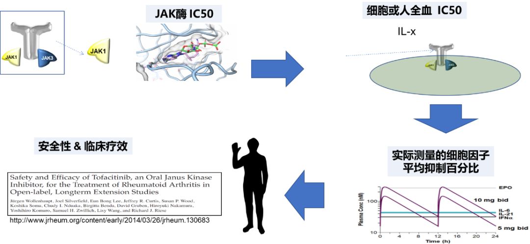 新通路启发新思路：差异化JAK通路选择带来JAK抑制剂不同优势_发挥作用
