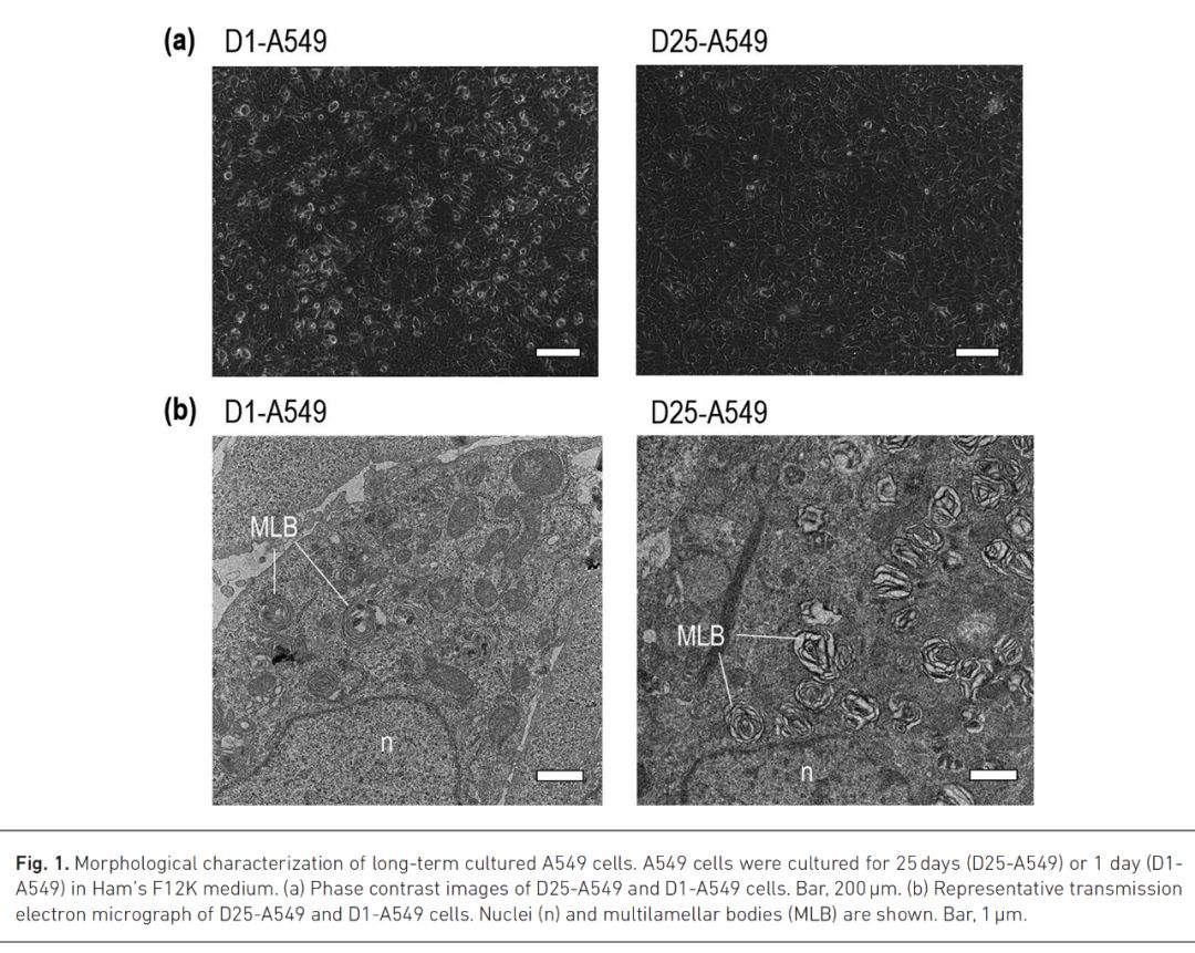 【前沿速递】长期培养的A549细胞有助于人甲型流感病毒的研究_Ham