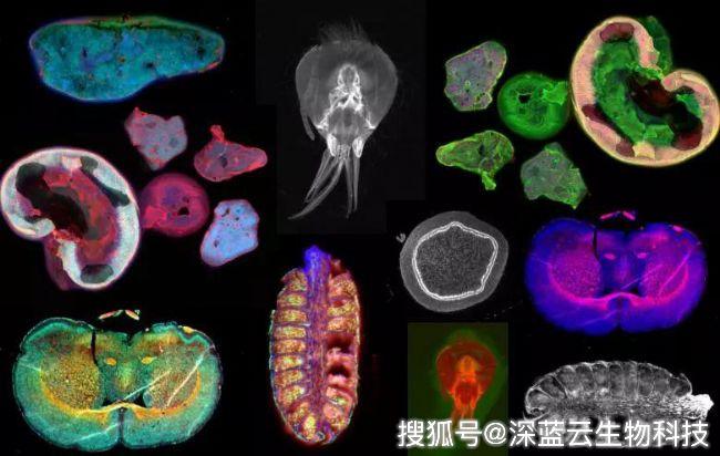 APD,PMT和CCD的介绍_成像