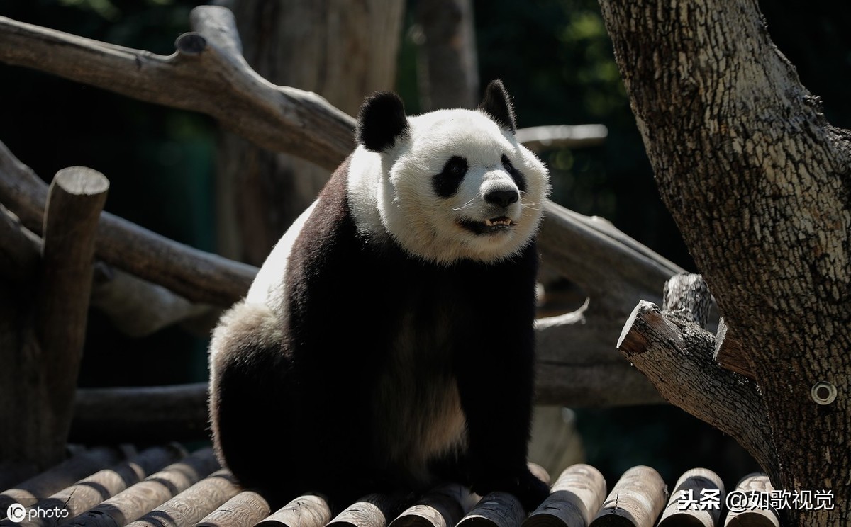 旅居西班牙大熊猫“竹莉娜”迎3岁生日，独享冰镇水果蛋糕很开心-搜狐大视野-搜狐新闻
