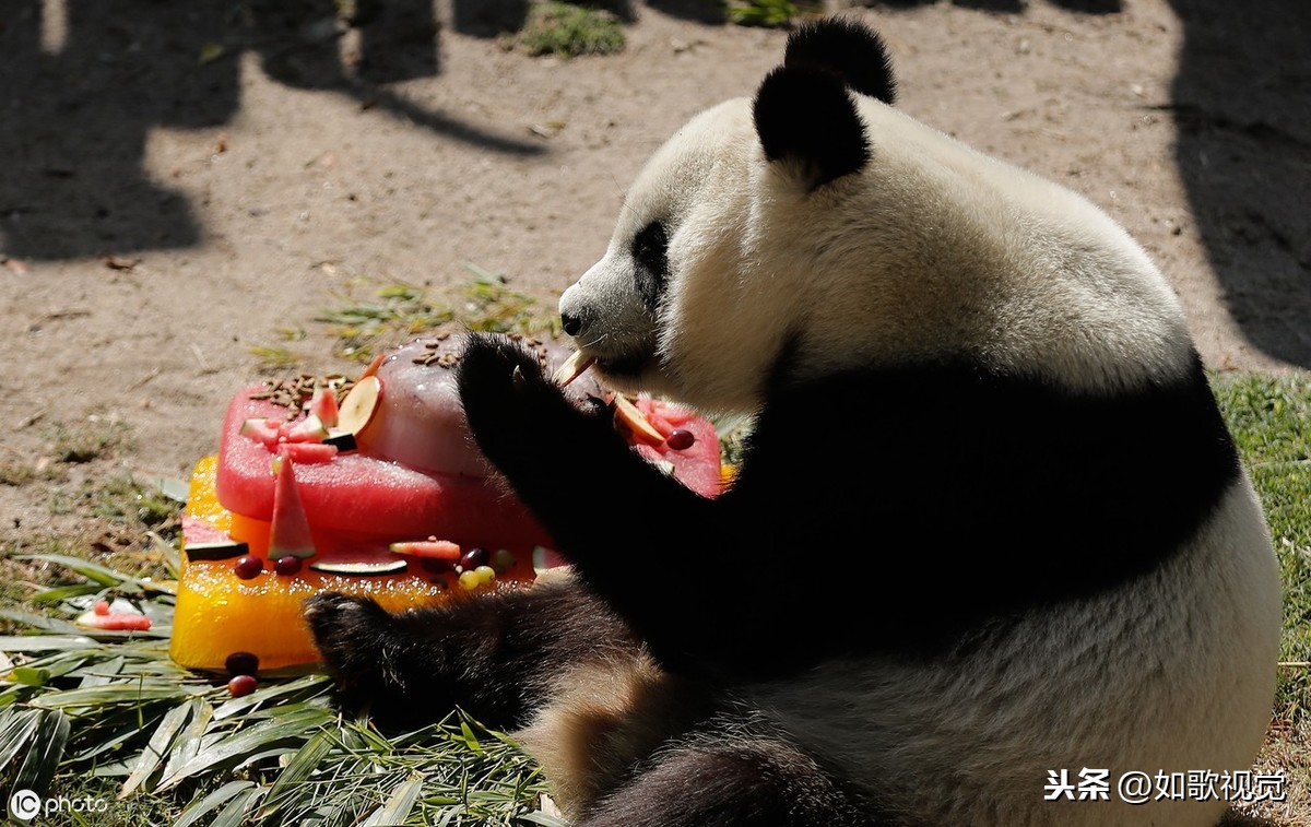 旅居西班牙大熊猫“竹莉娜”迎3岁生日，独享冰镇水果蛋糕很开心-搜狐大视野-搜狐新闻