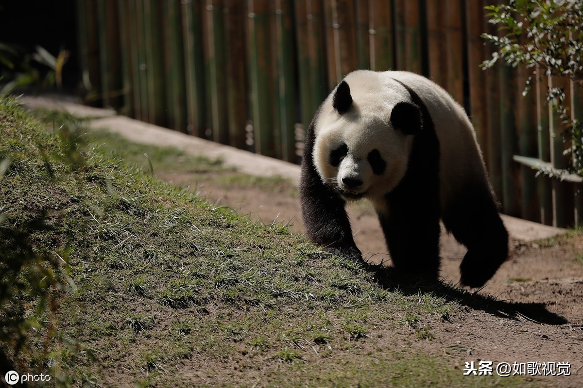 旅居西班牙大熊猫“竹莉娜”迎3岁生日，独享冰镇水果蛋糕很开心-搜狐大视野-搜狐新闻