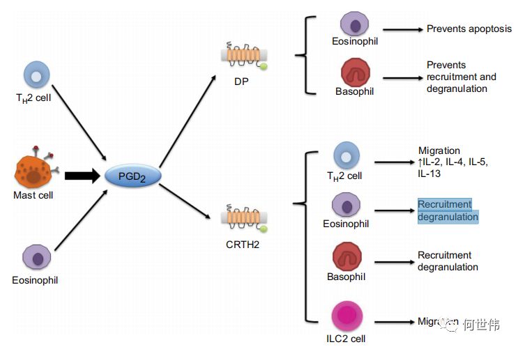 支气管哮喘的生物靶向治疗：风景这边独好_细胞