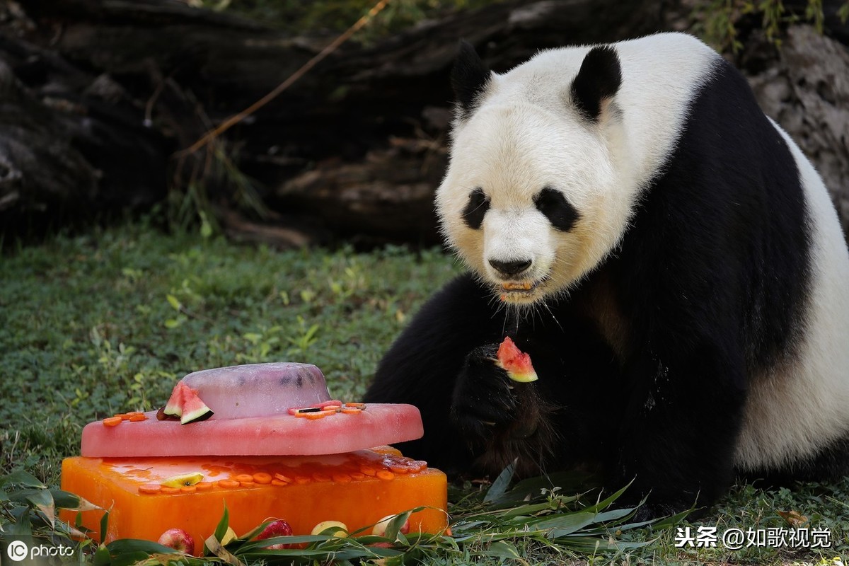 旅居西班牙大熊猫“竹莉娜”迎3岁生日，独享冰镇水果蛋糕很开心-搜狐大视野-搜狐新闻