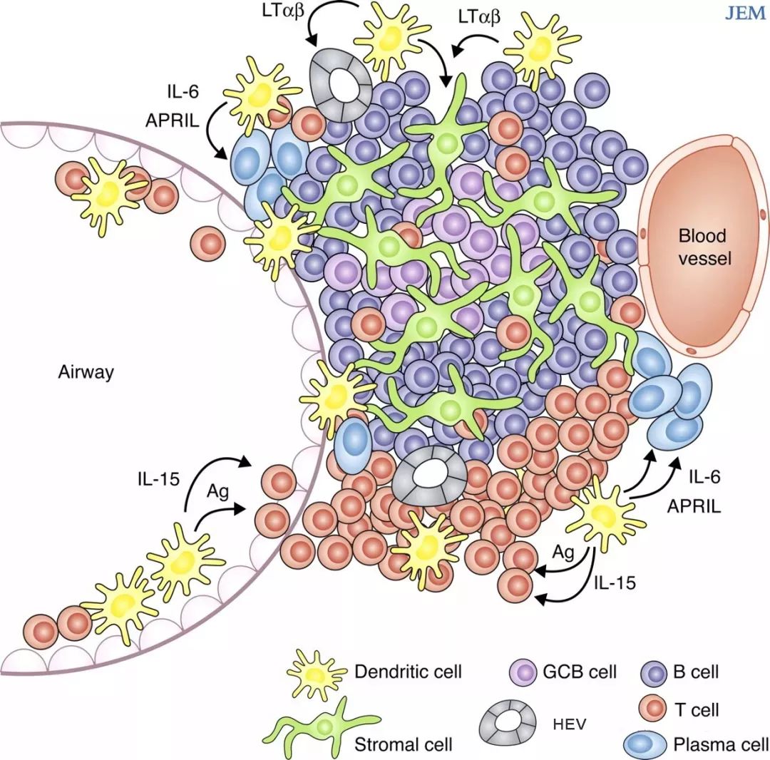 DC细胞特征及应用详解！-搜狐大视野-搜狐新闻