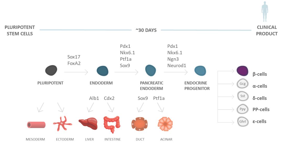 福泰9.5亿美元收购Semma及其干细胞-胰岛B细胞移植疗法_Vertex