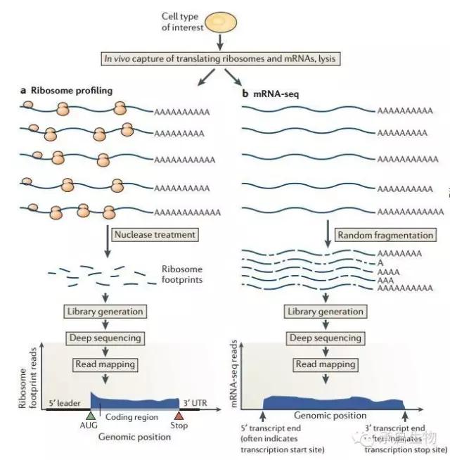 初识核糖体图谱分析（Ribosome profiling）-搜狐大视野-搜狐新闻