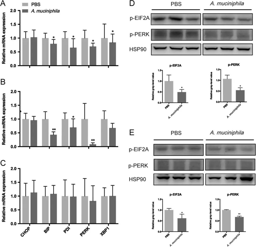 15000字全景解读：Akk菌的前世今生_研究