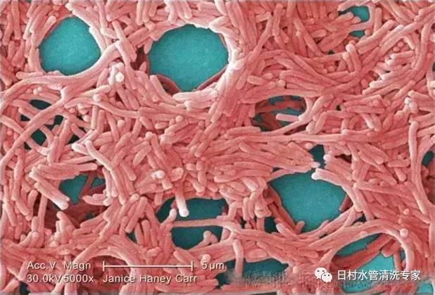 科普：10种水中常见的细菌在显微镜下的样子-搜狐大视野-搜狐新闻