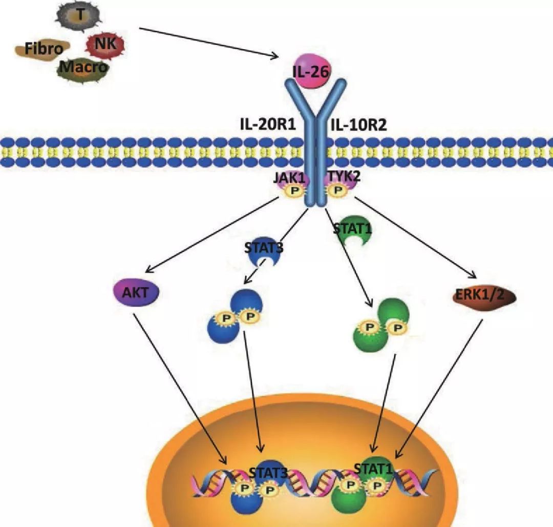 Retracted!小鼠体内根本就没有IL-26基因！说说撤稿那些事..._文章
