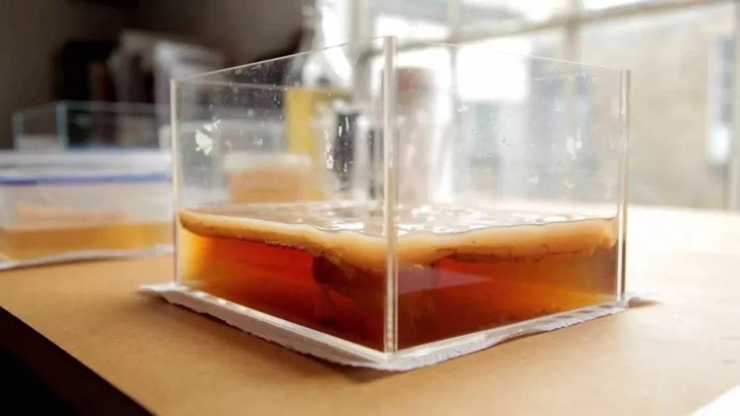 - BIOCOUTURE 微生物服_Suzanne