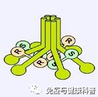 C4b2a 还是C4b2b？补体经典途径C3转化酶的名称之争-搜狐大视野-搜狐新闻