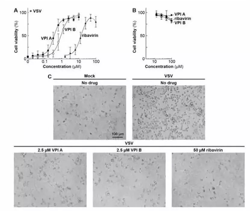 溶瘤病毒“刹车”丨化合物VPI A可对VSV溶瘤病毒高效杀伤_细胞