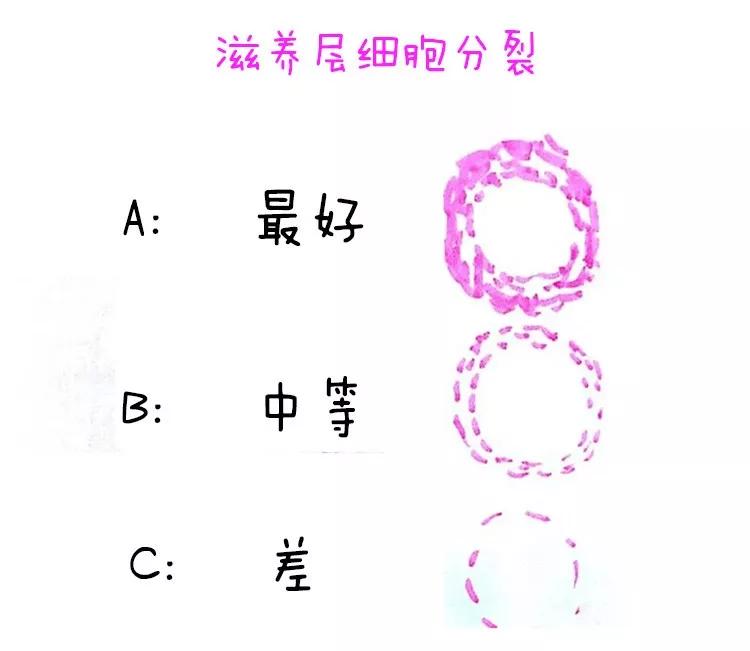 3AB，4BC？看完这囊胚等级解说再也不求人！-搜狐大视野-搜狐新闻