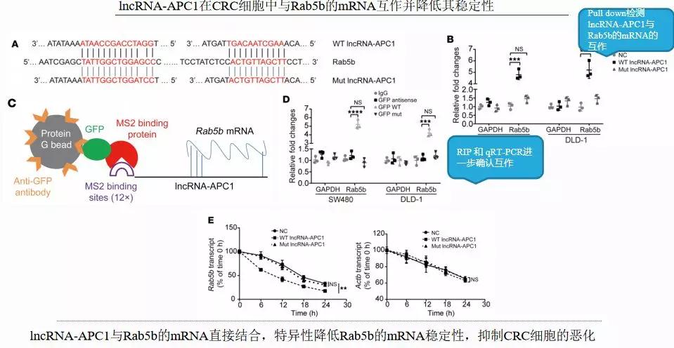大神总结丨外泌体中LncRNA研究思路解析！_基因