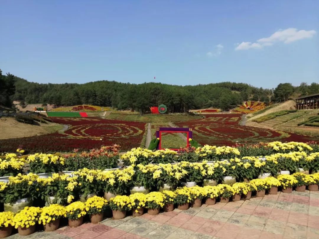 麻城菊花，福泽万家！第八届菊花文化旅游节开幕啦！_活动