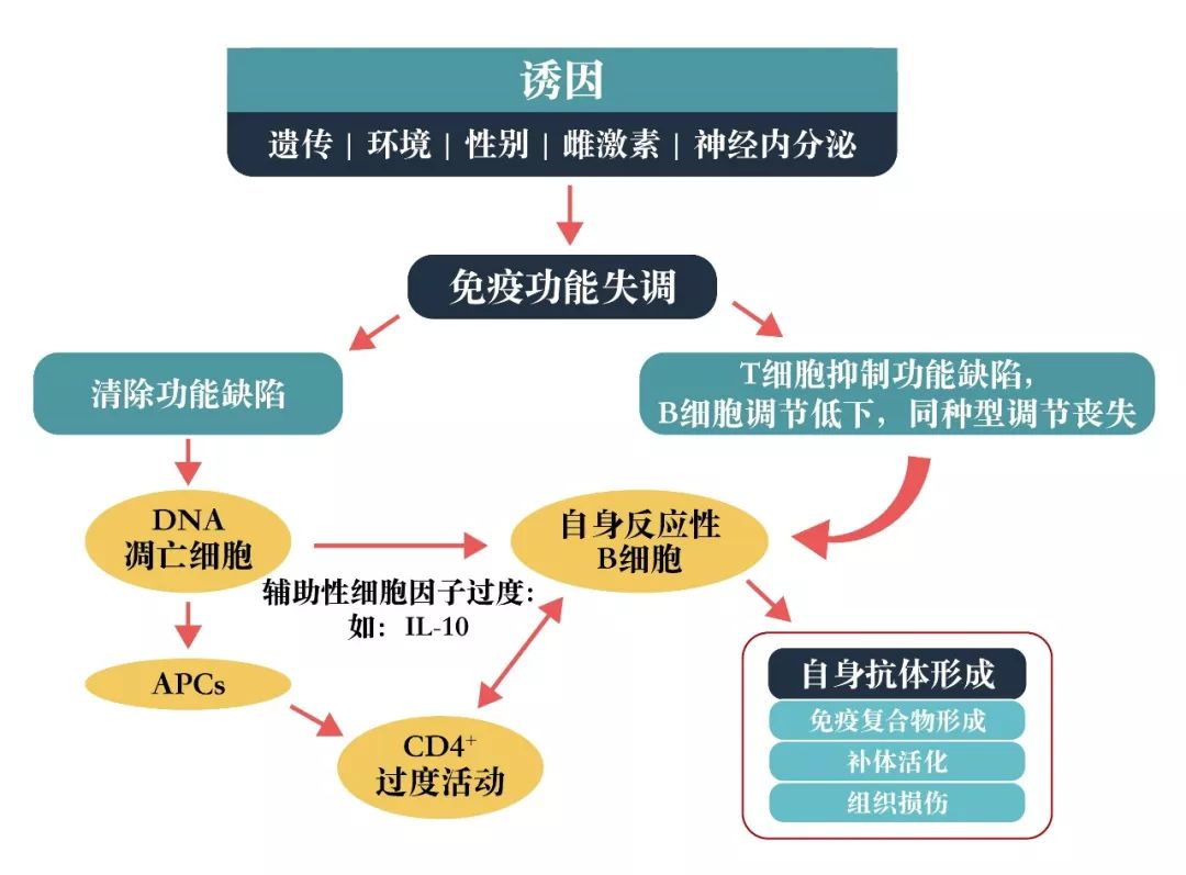 系统性红斑狼疮与狼疮性肾炎的特点及预后_细胞