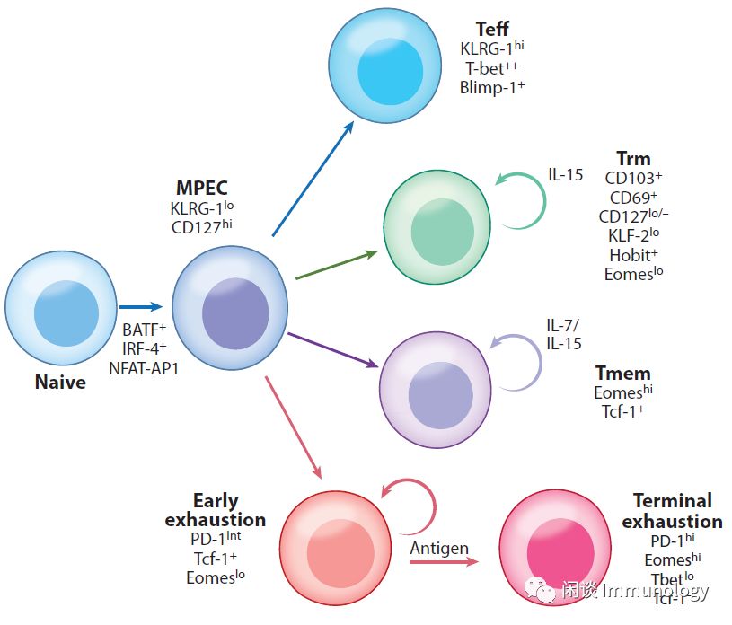 免疫治疗核心概念：CD8T细胞耗竭（T Cell Exhaustion）_Tex