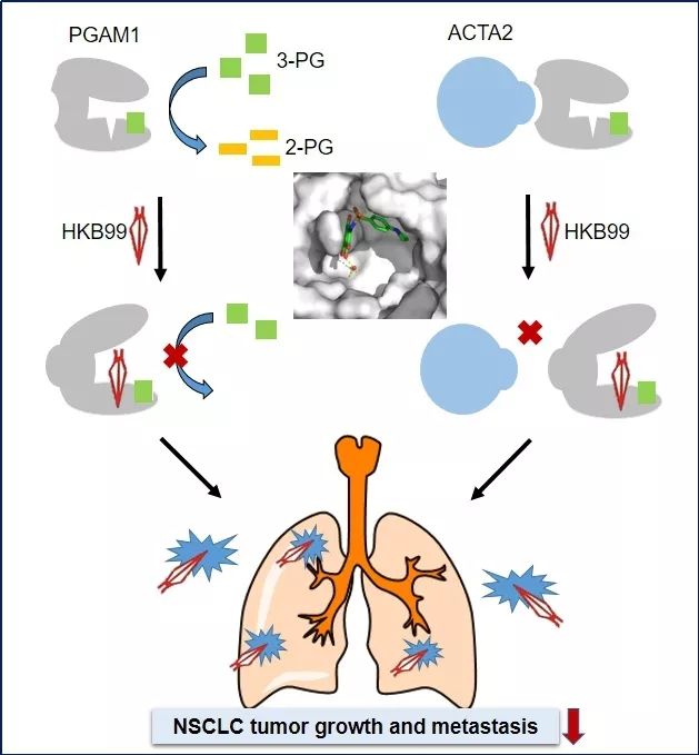 基础医学院沈瑛课题组发现别构调节PGAM1抑制非小细胞肺癌的新途径_代谢