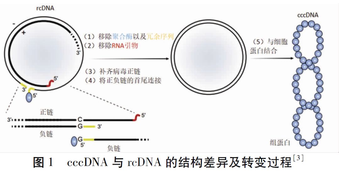 赵景民：HBV cccDNA检测技术与临床应用_rcDNA