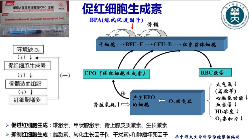 师说科普 | 2019年诺贝尔生理学或医学奖解读：细胞感应并适应氧变化的机制_基因