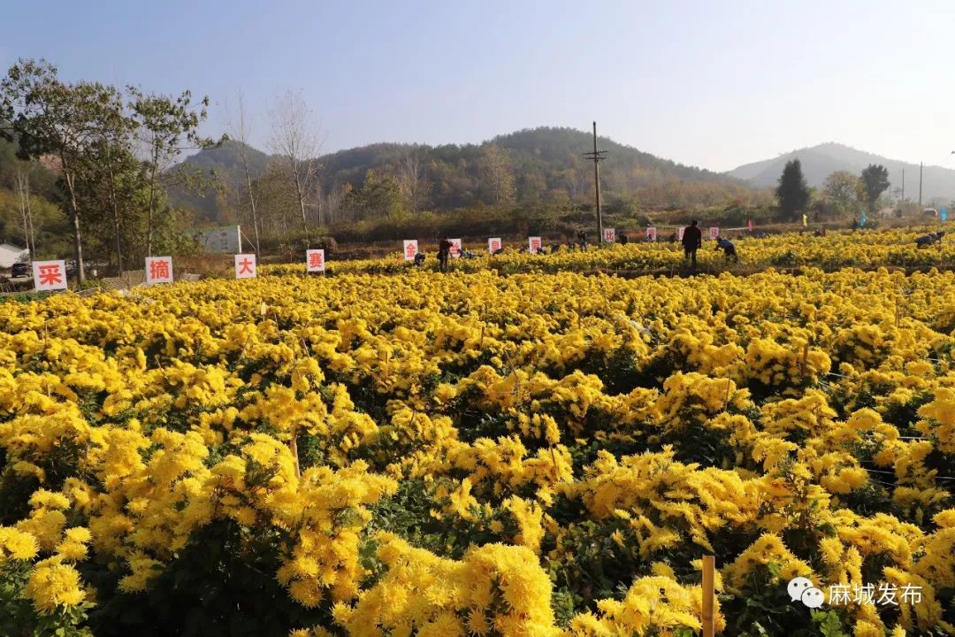 戳这里！黄冈一节一会县市巡展之麻城篇_中国