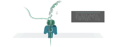 全球首台正式版Nanopore PromethION 48 入驻百迈客_PacBio