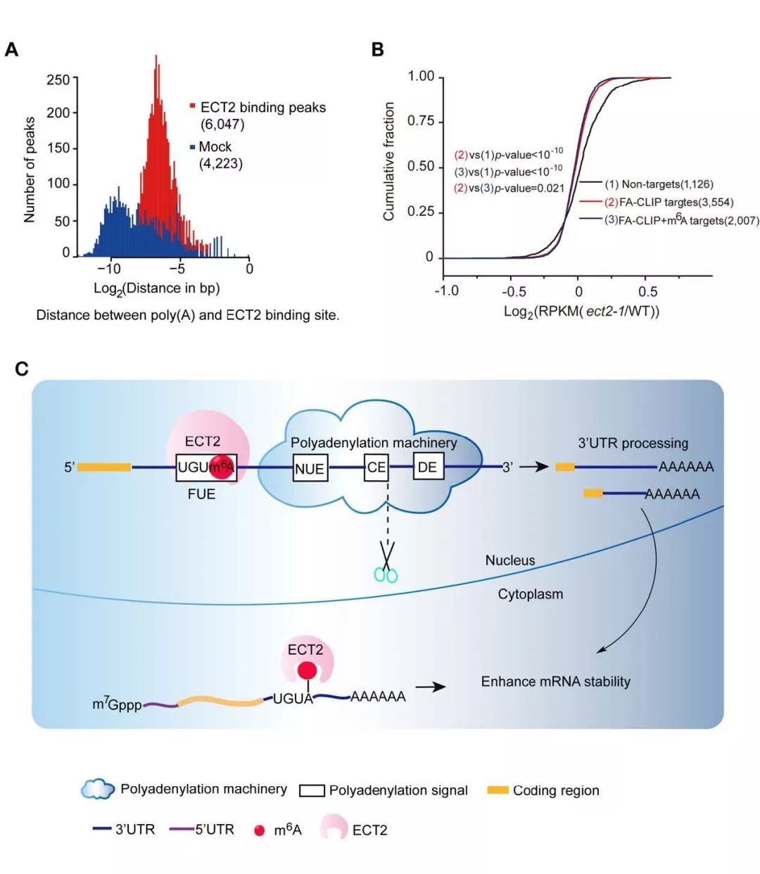拟南芥m6A阅读蛋白ECT2调控皮毛发育 | m6A专题_ect