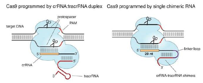 关于基因敲除载体，你了解多少？_Cas